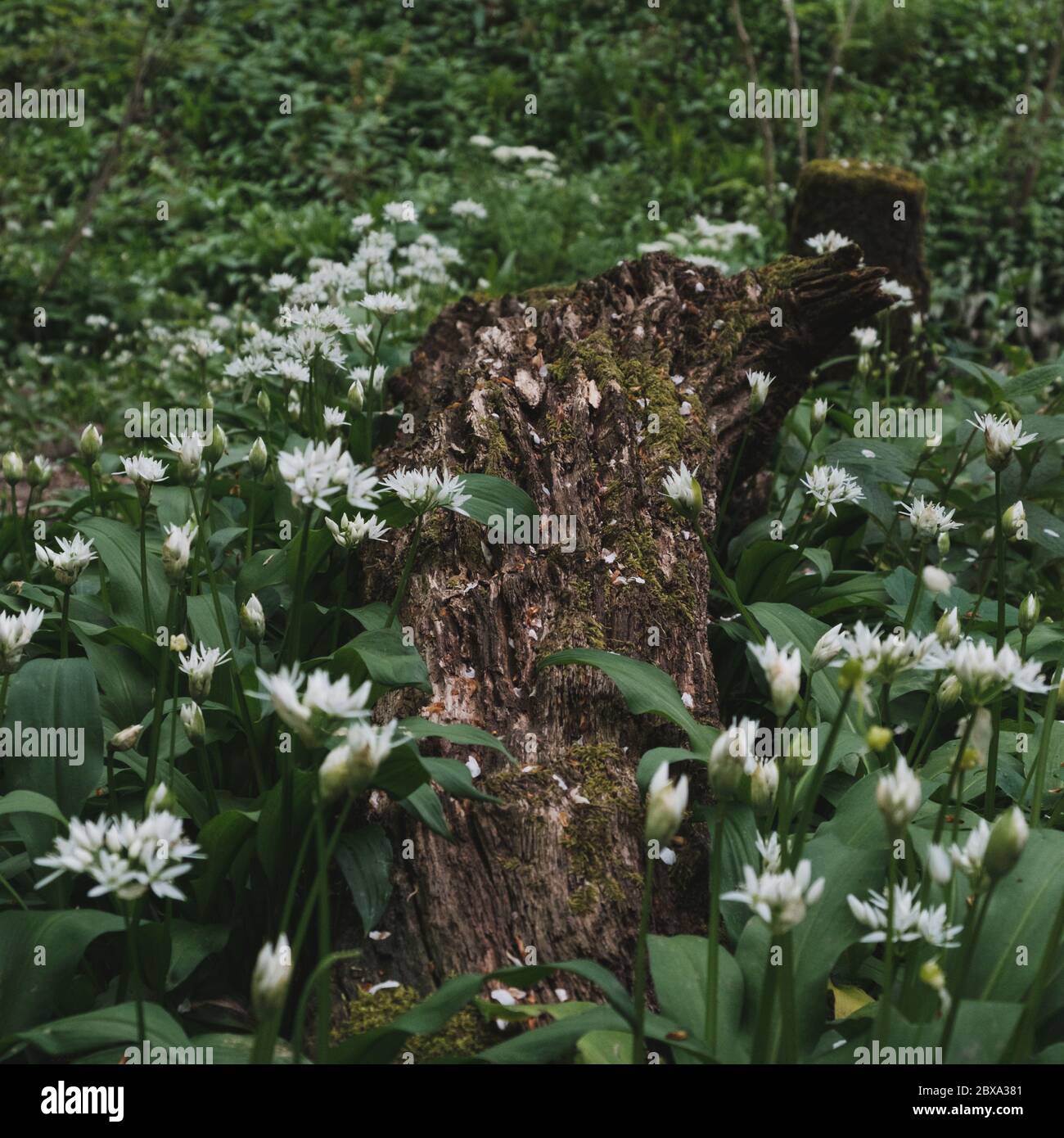 Newtongrange scotland hi-res stock photography and images - Alamy