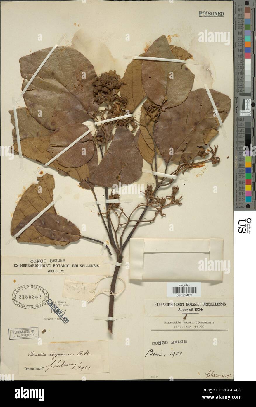 Cordia africana Lam Cordia africana Lam Stock Photo - Alamy