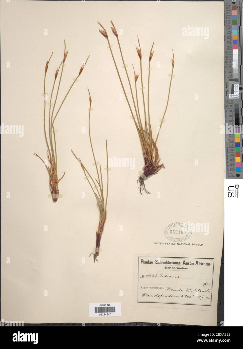 Tetraria sp Tetraria sp Stock Photo - Alamy
