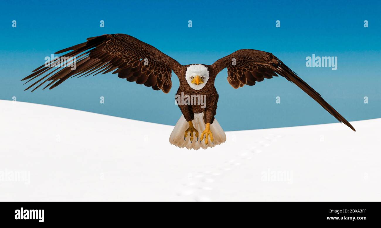 bald eagle is landing on white snow front view, 3d illustration Stock ...