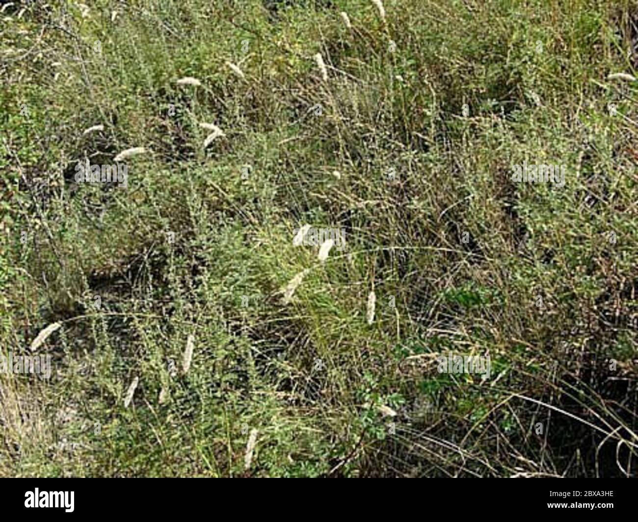 Melica transsilvannica Melica transsilvannica Stock Photo - Alamy