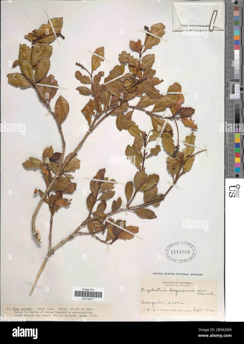 Psychotria boqueronensis Wernham Psychotria boqueronensis Wernham Stock Photo - Alamy