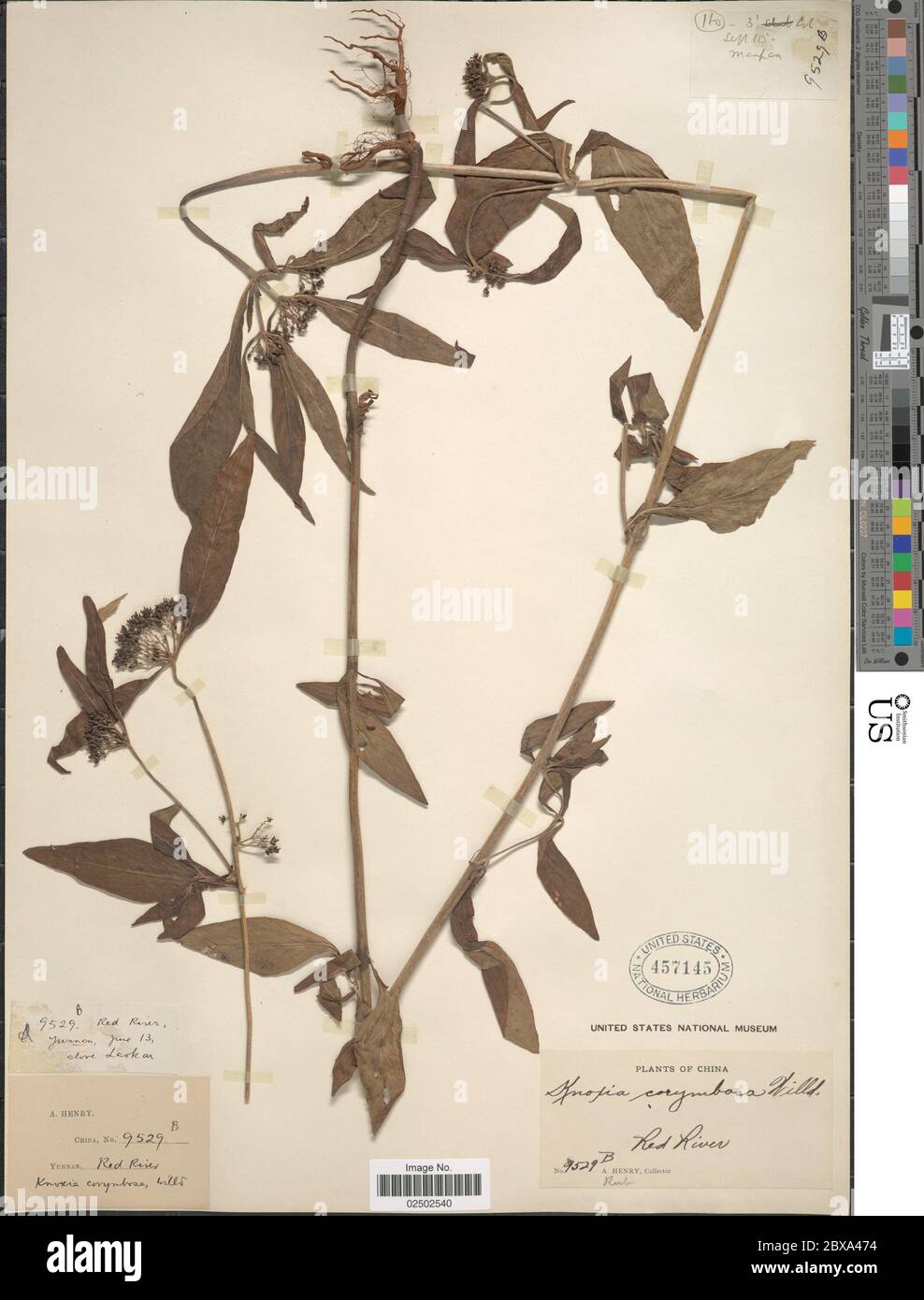 Knoxia corymbosa Willd Knoxia corymbosa Willd Stock Photo - Alamy