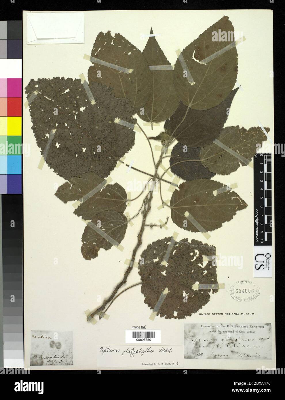 Pipturus platyphyllus Wedd Pipturus platyphyllus Wedd Stock Photo - Alamy