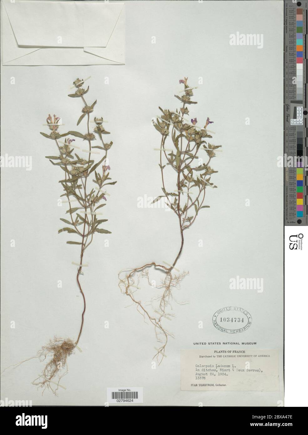 Ladanum hi-res stock photography and images - Alamy