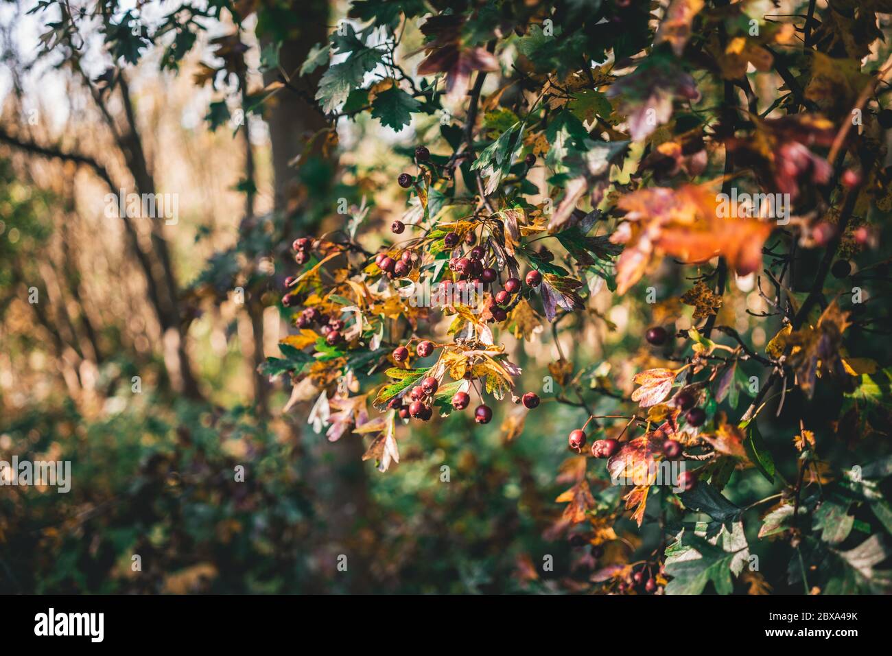 Scottish berries hi-res stock photography and images - Alamy