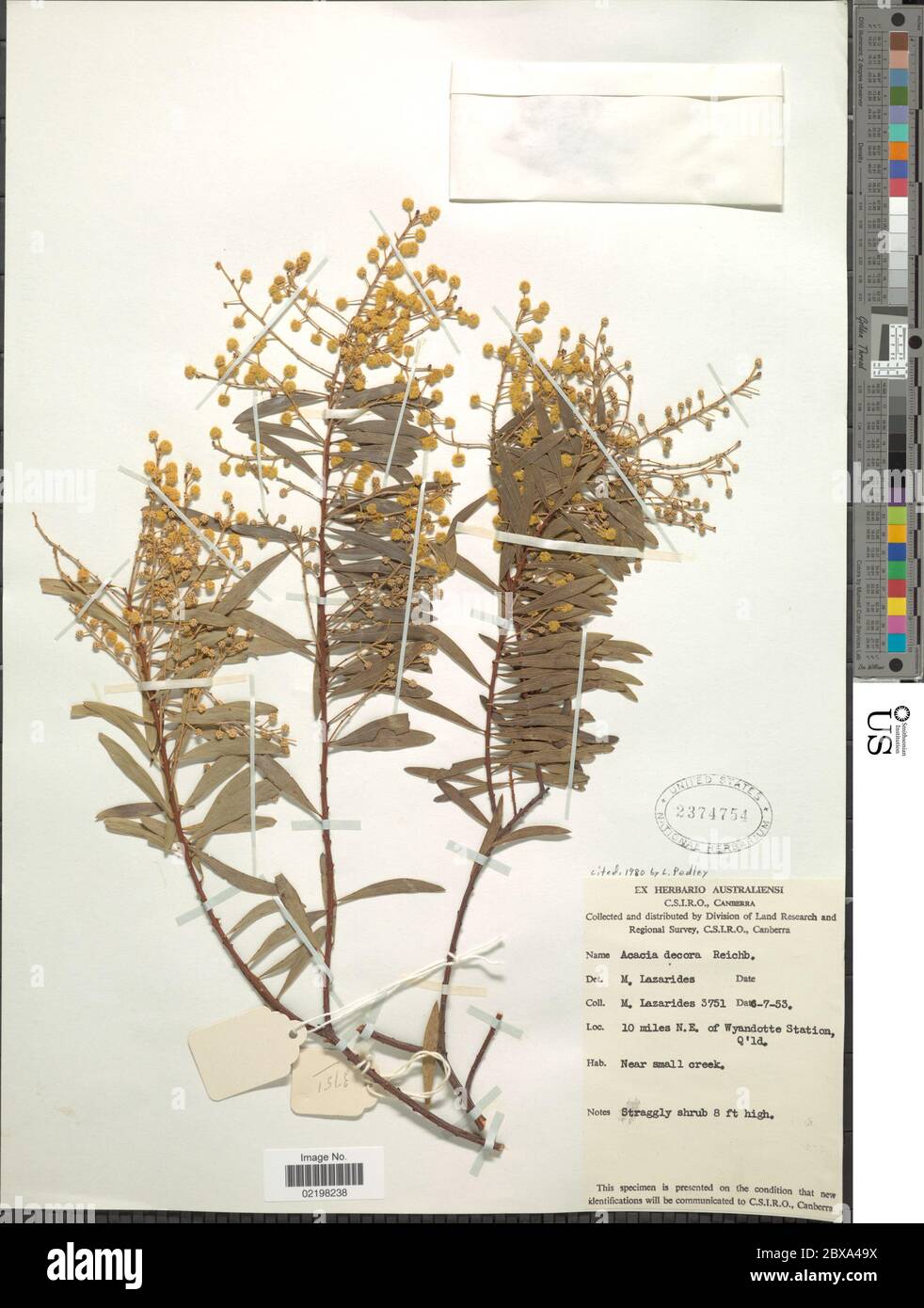 Acacia decora Rchb f Acacia decora Rchb f Stock Photo - Alamy