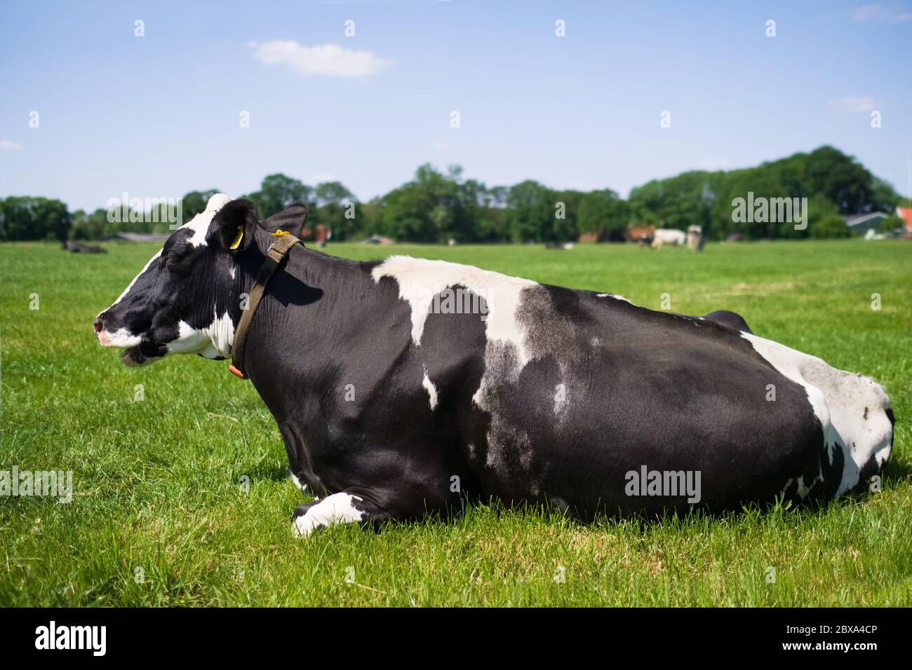 Ruminating cow hi-res stock photography and images - Alamy