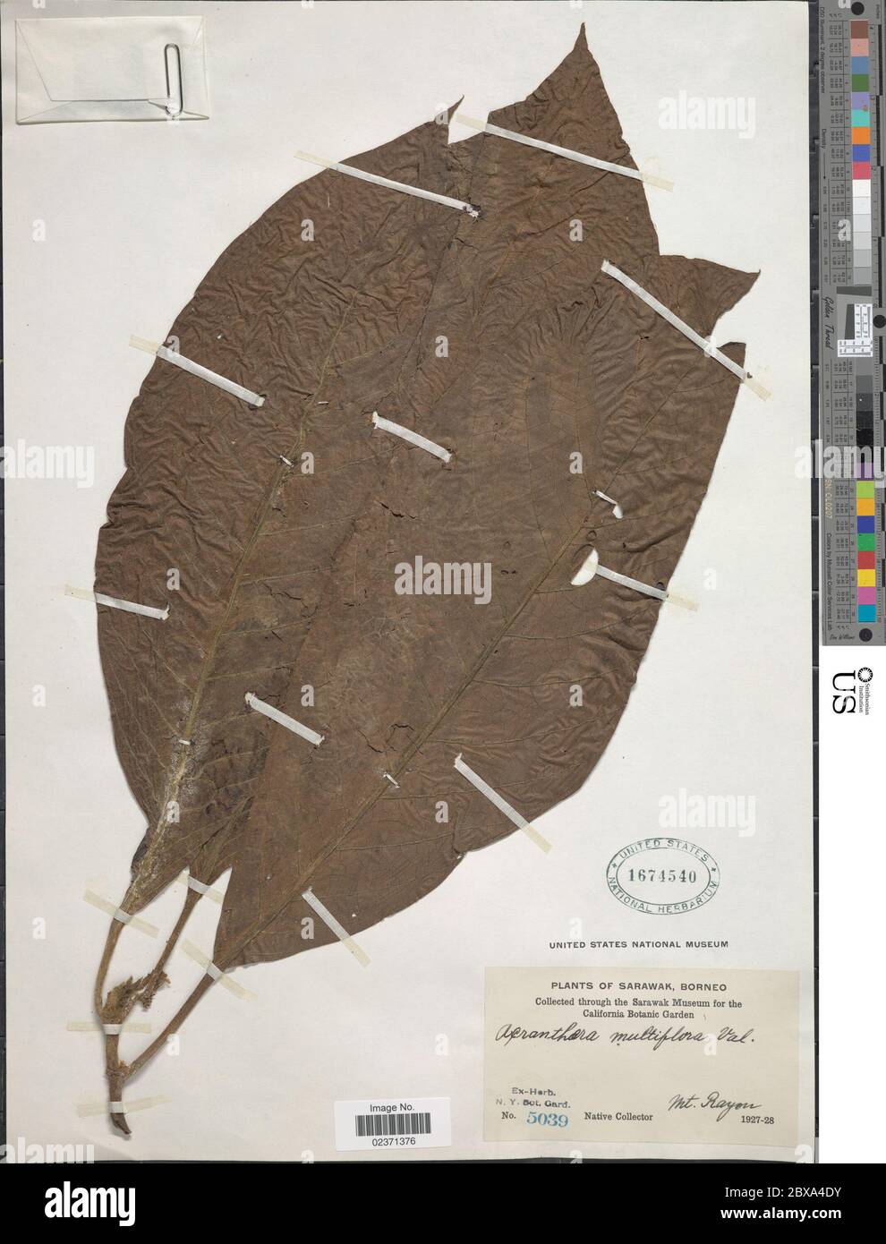 Acranthera multiflora Valeton Acranthera multiflora Valeton Stock Photo ...