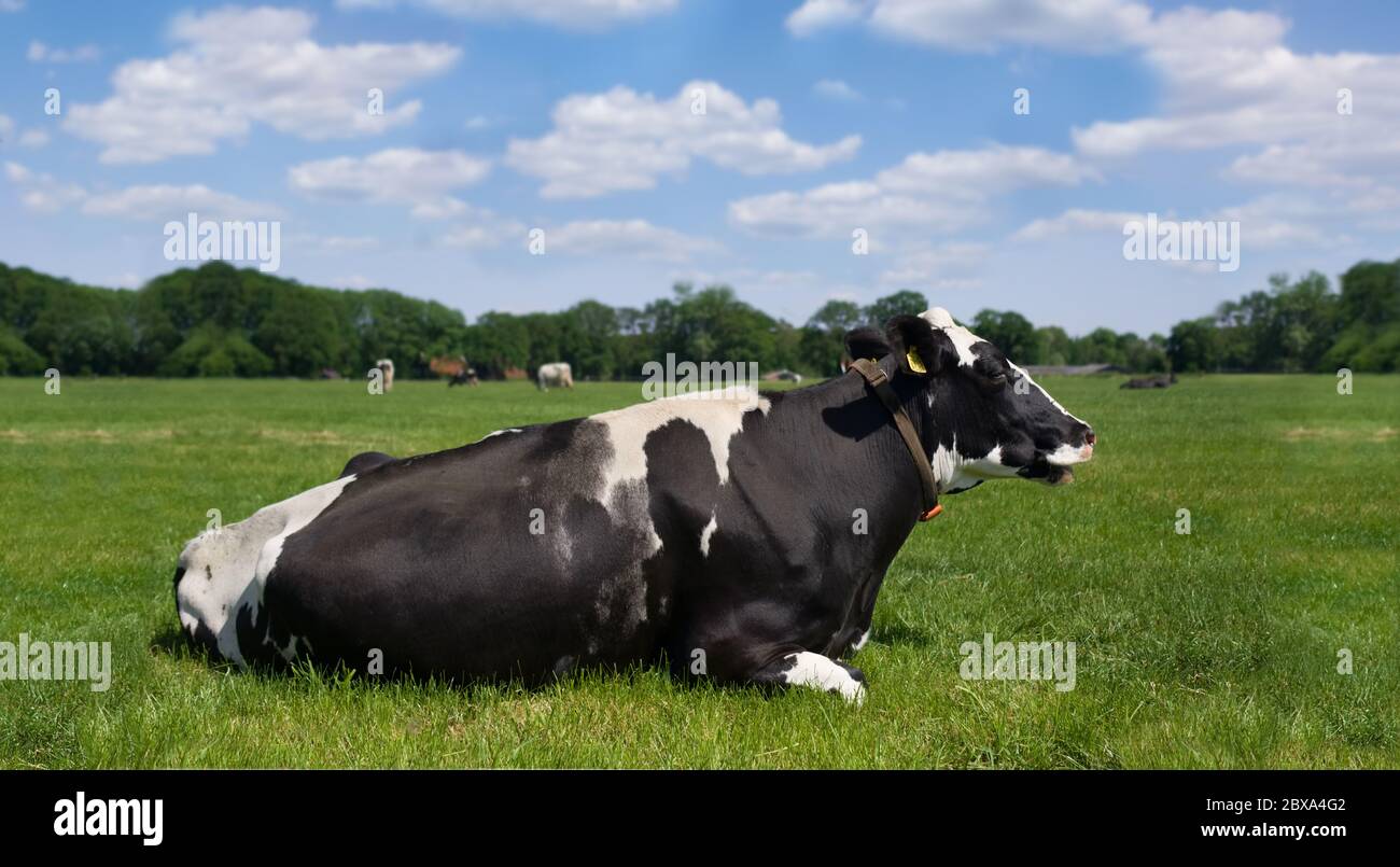 Ruminating cow hi-res stock photography and images - Alamy