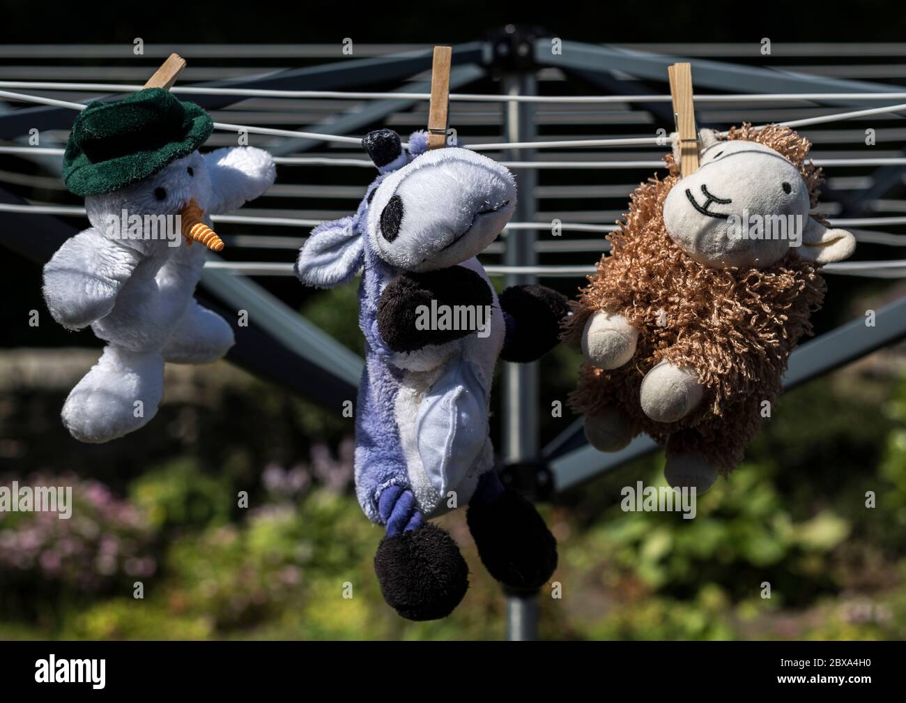 Well loved pet dog toys recently washed and hung out to dry on a rotary ...