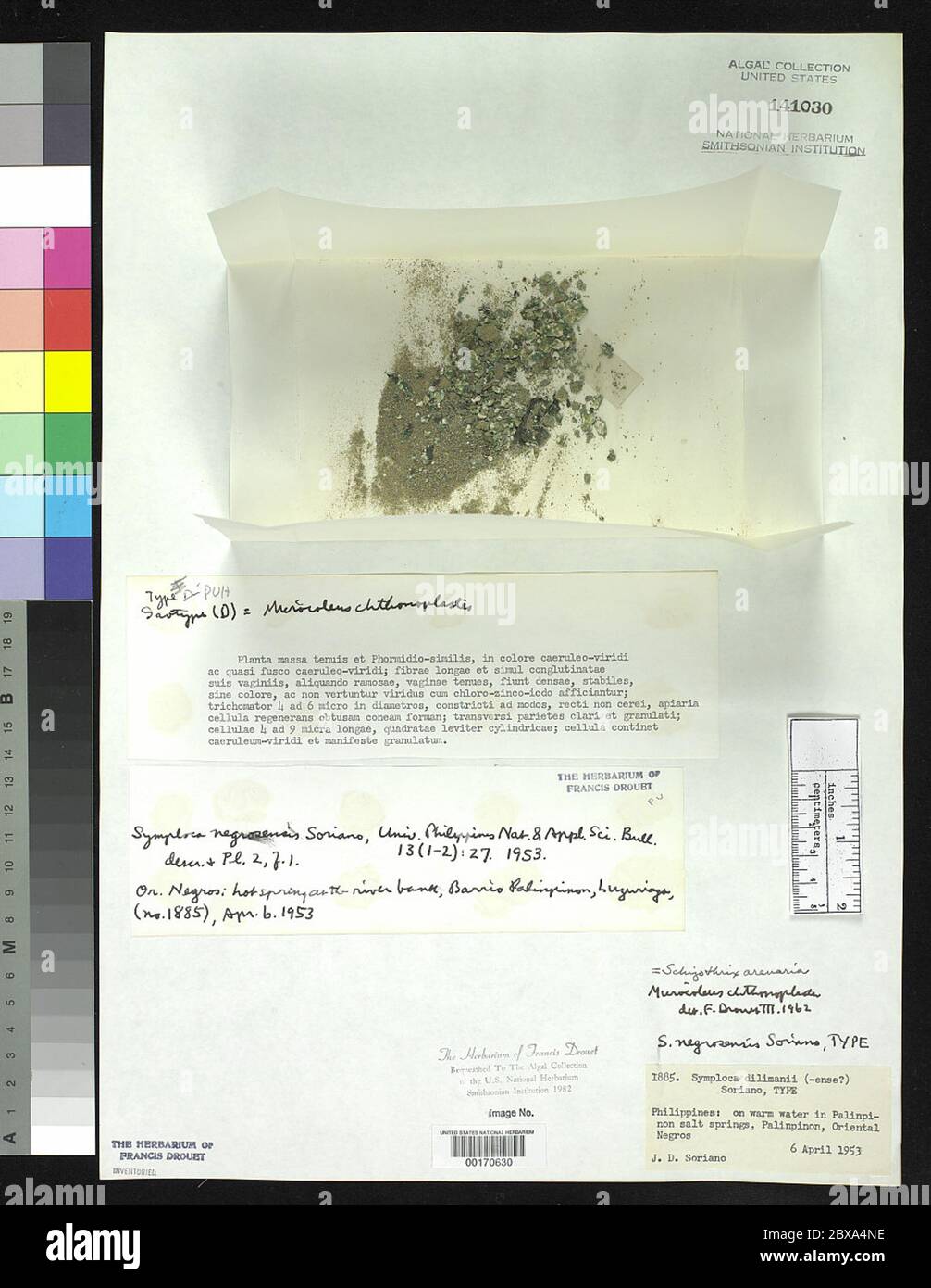 00170630.tif Symploca negrosensis Soriano Stock Photo - Alamy