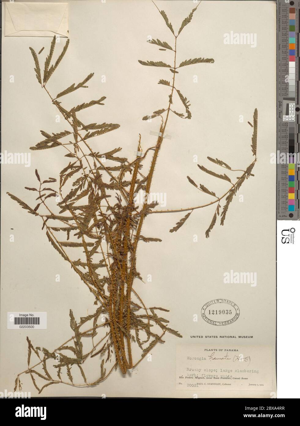 Schrankia hi-res stock photography and images - Alamy