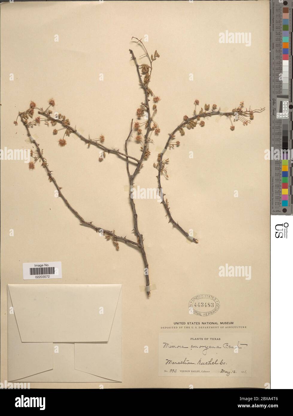 Mimosa biuncifera hi-res stock photography and images - Alamy