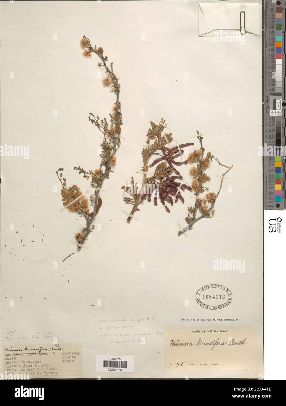 Mimosa biuncifera Benth Mimosa biuncifera Benth Stock Photo - Alamy