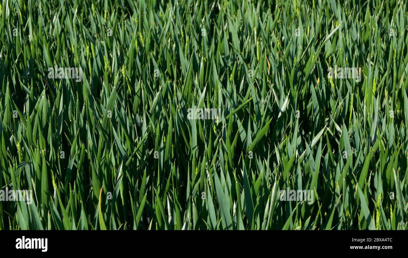 Background of lush young corn field in spring with copy space Stock ...