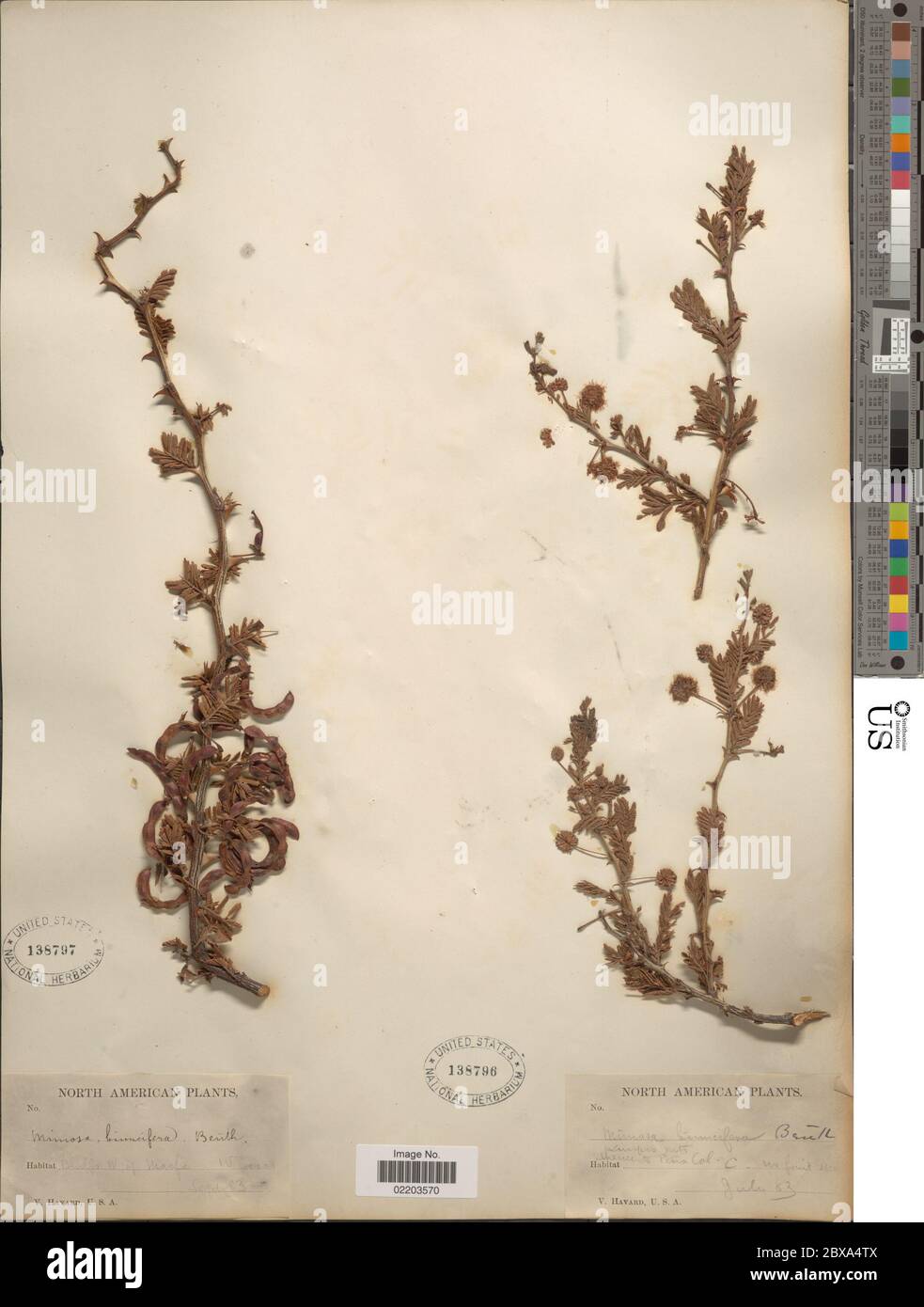 Mimosa biuncifera Benth Mimosa biuncifera Benth Stock Photo - Alamy