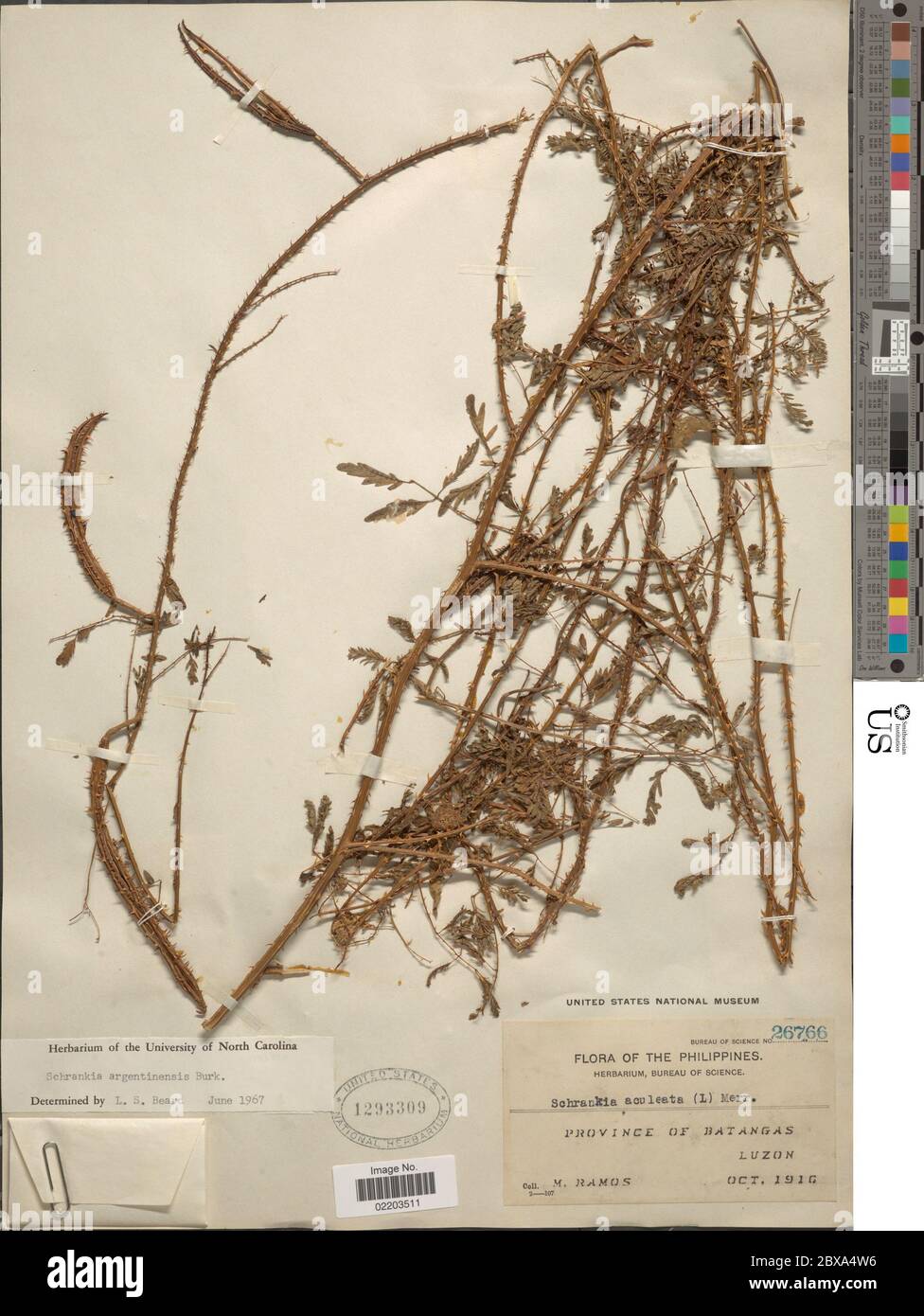 Schrankia hi-res stock photography and images - Alamy