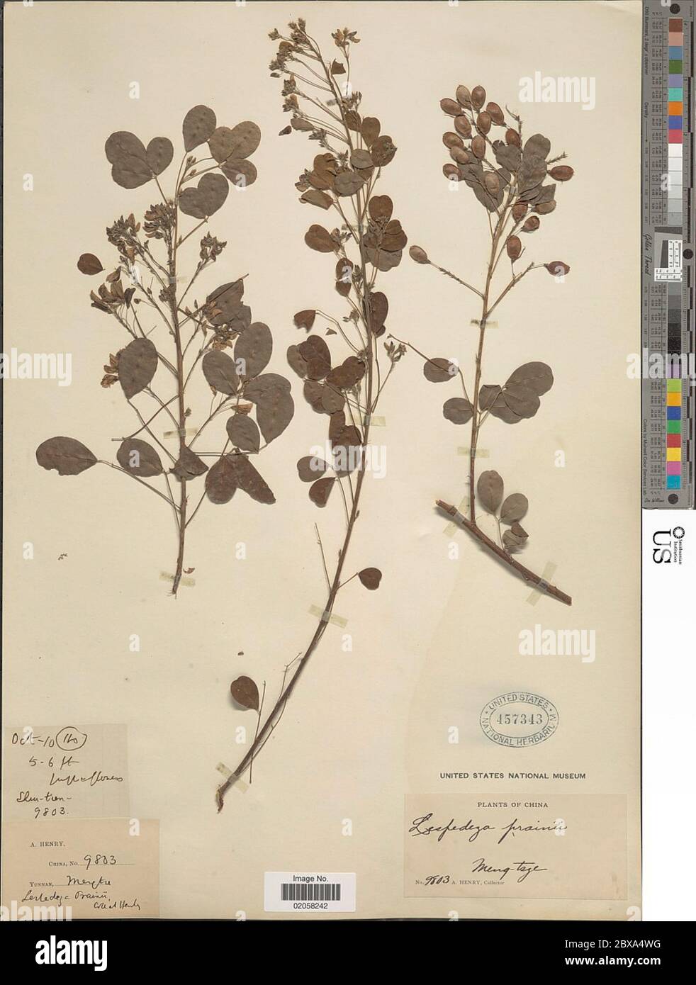 Campylotropis prainii Collett Hemsl Schindl Campylotropis prainii ...