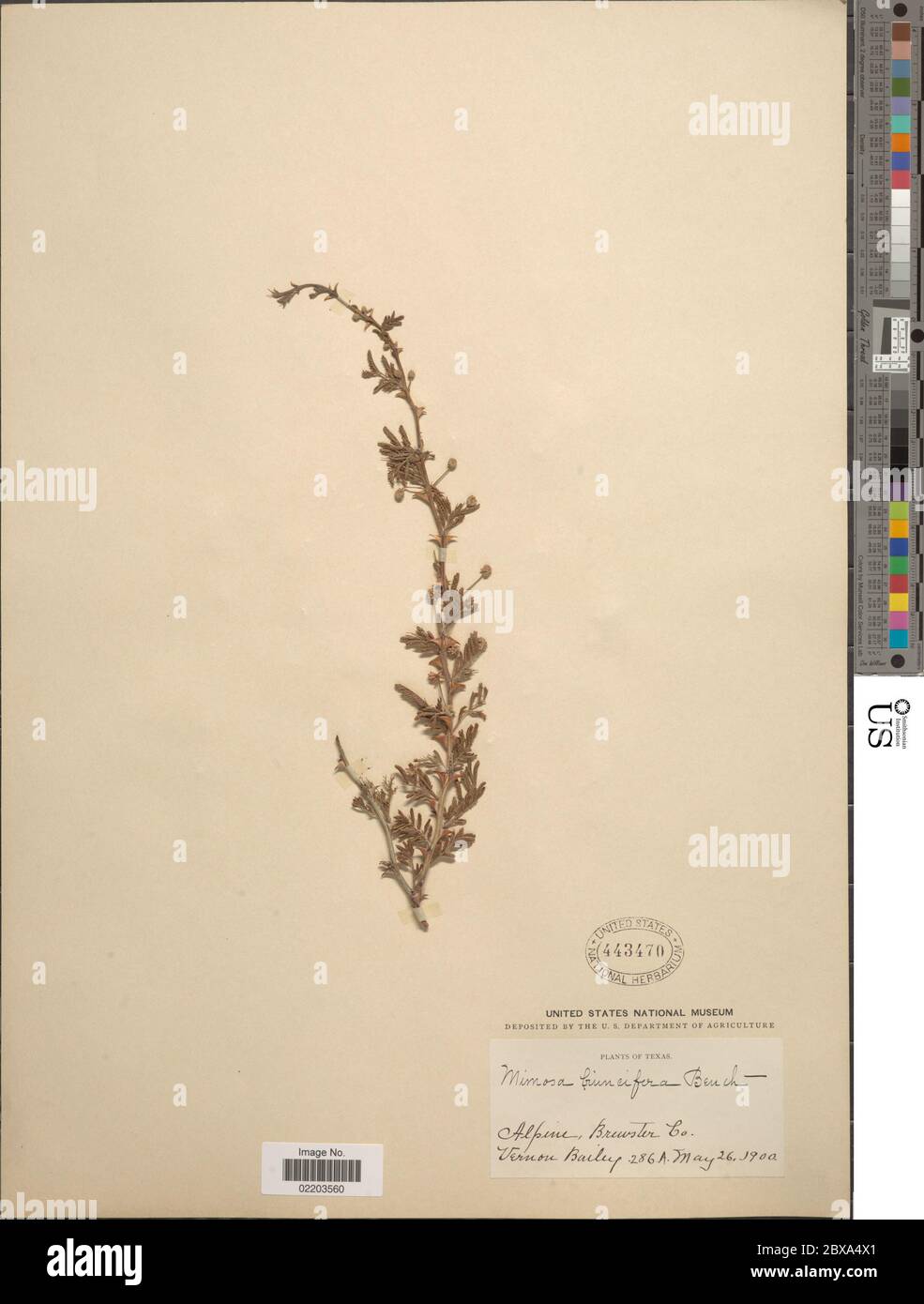 Mimosa biuncifera Benth Mimosa biuncifera Benth Stock Photo - Alamy