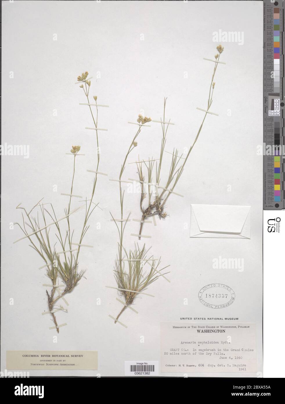 Arenaria sp Arenaria sp Stock Photo - Alamy