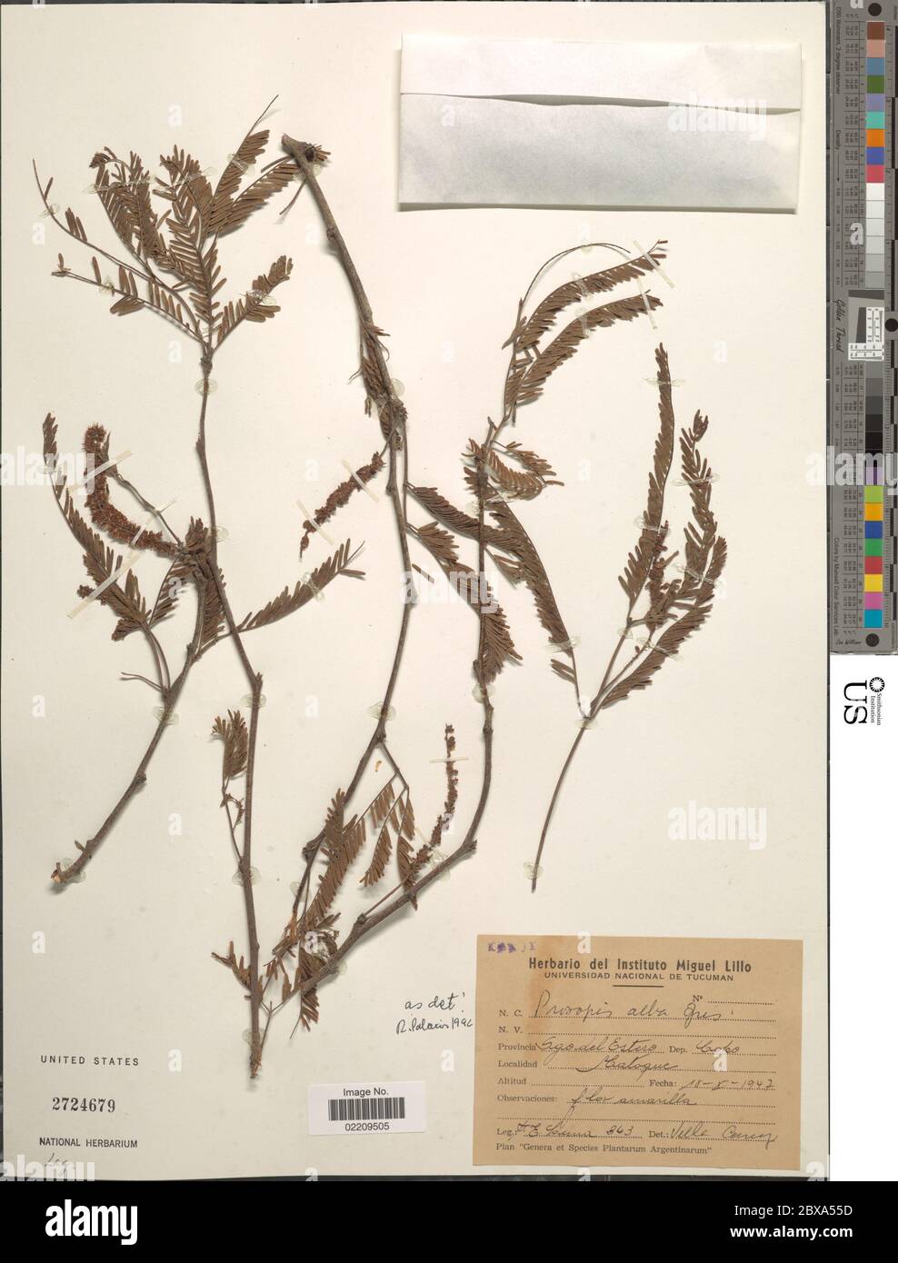 Prosopis alba Prosopis alba Stock Photo - Alamy