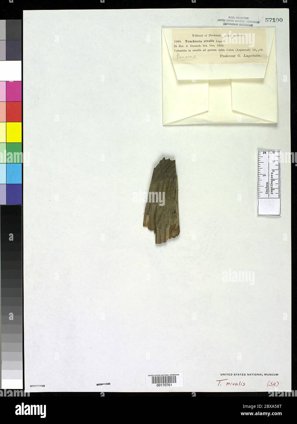 Trochiscia hi-res stock photography and images - Alamy