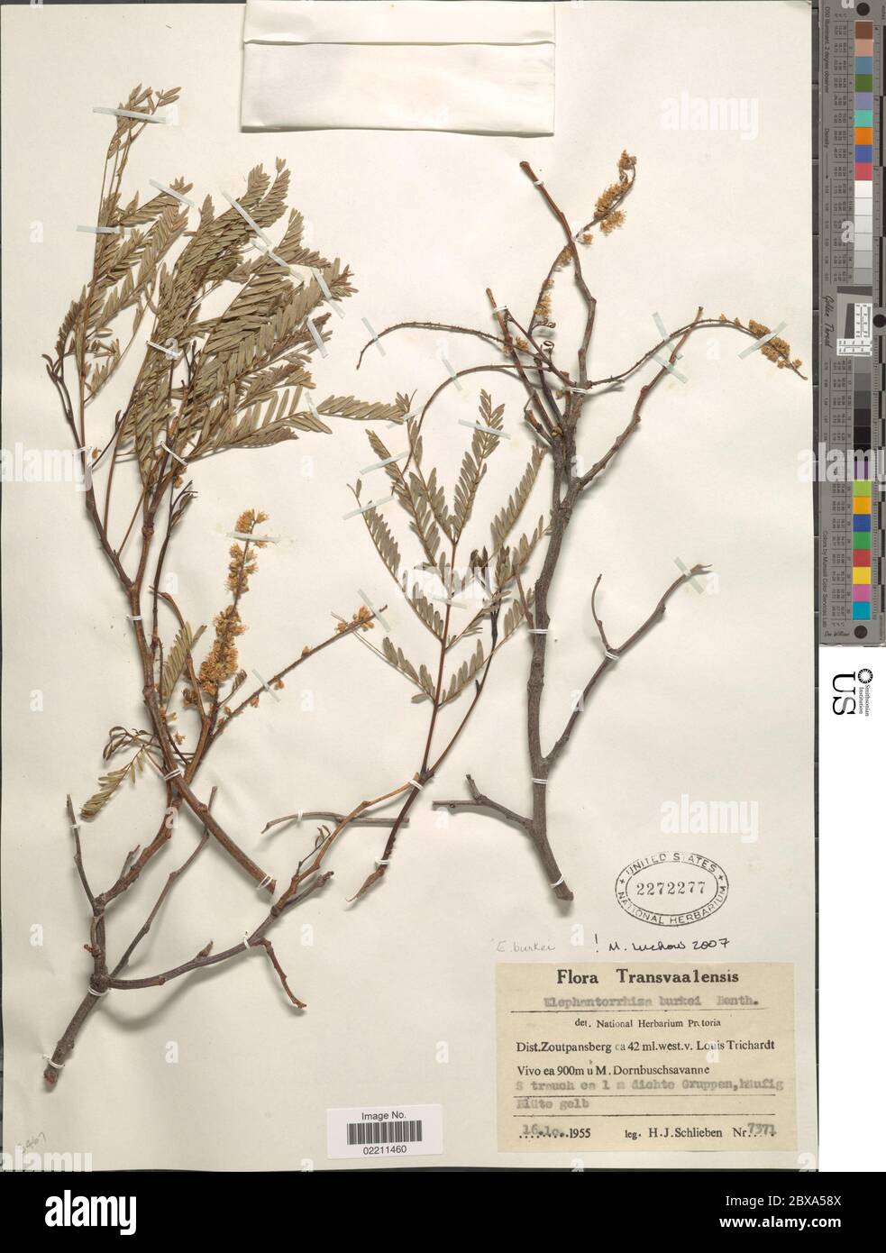Elephantorrhiza hi-res stock photography and images - Alamy