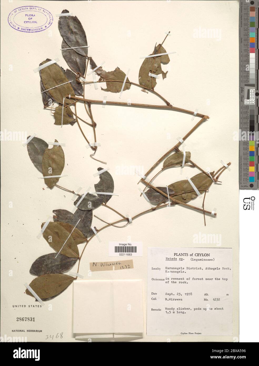 Entada rheedei Spreng Entada rheedei Spreng Stock Photo - Alamy