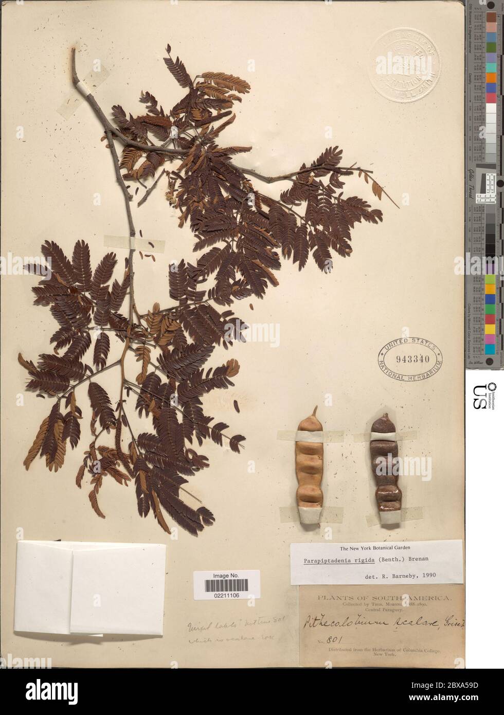 Parapiptadenia rigida Benth Brenan Parapiptadenia rigida Benth Brenan ...