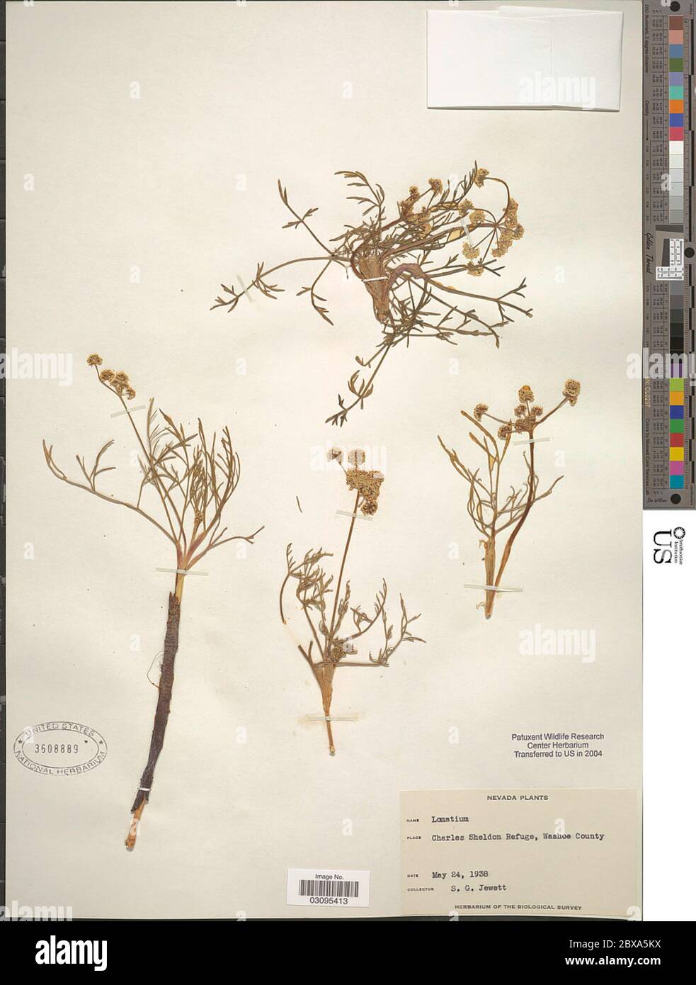 Lomatium sp hi-res stock photography and images - Alamy