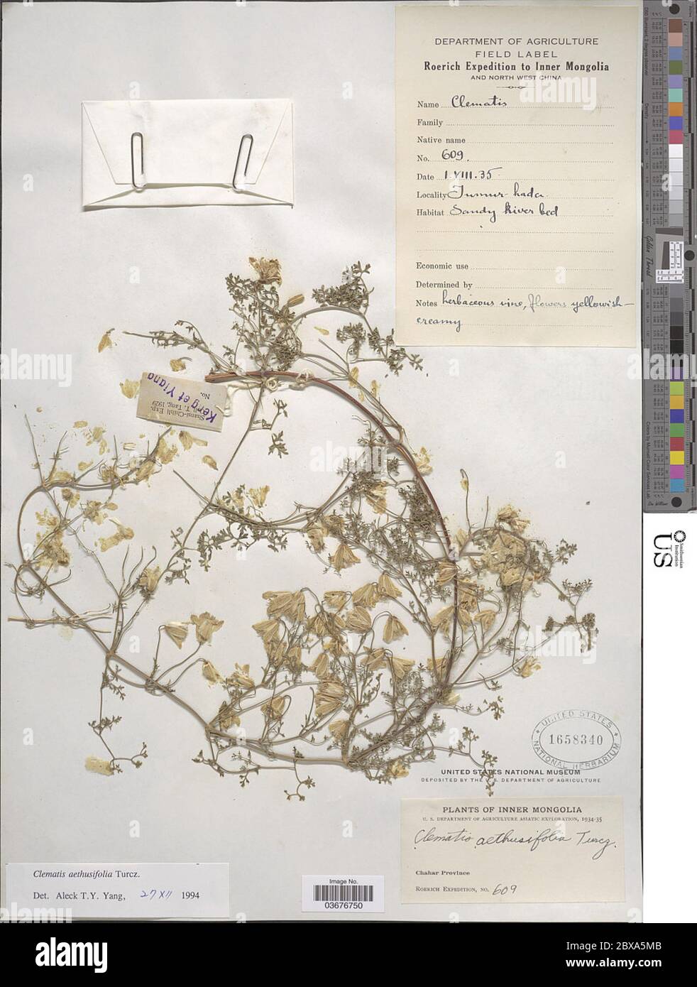 Clematis aethusifolia Turcz Clematis aethusifolia Turcz Stock Photo - Alamy