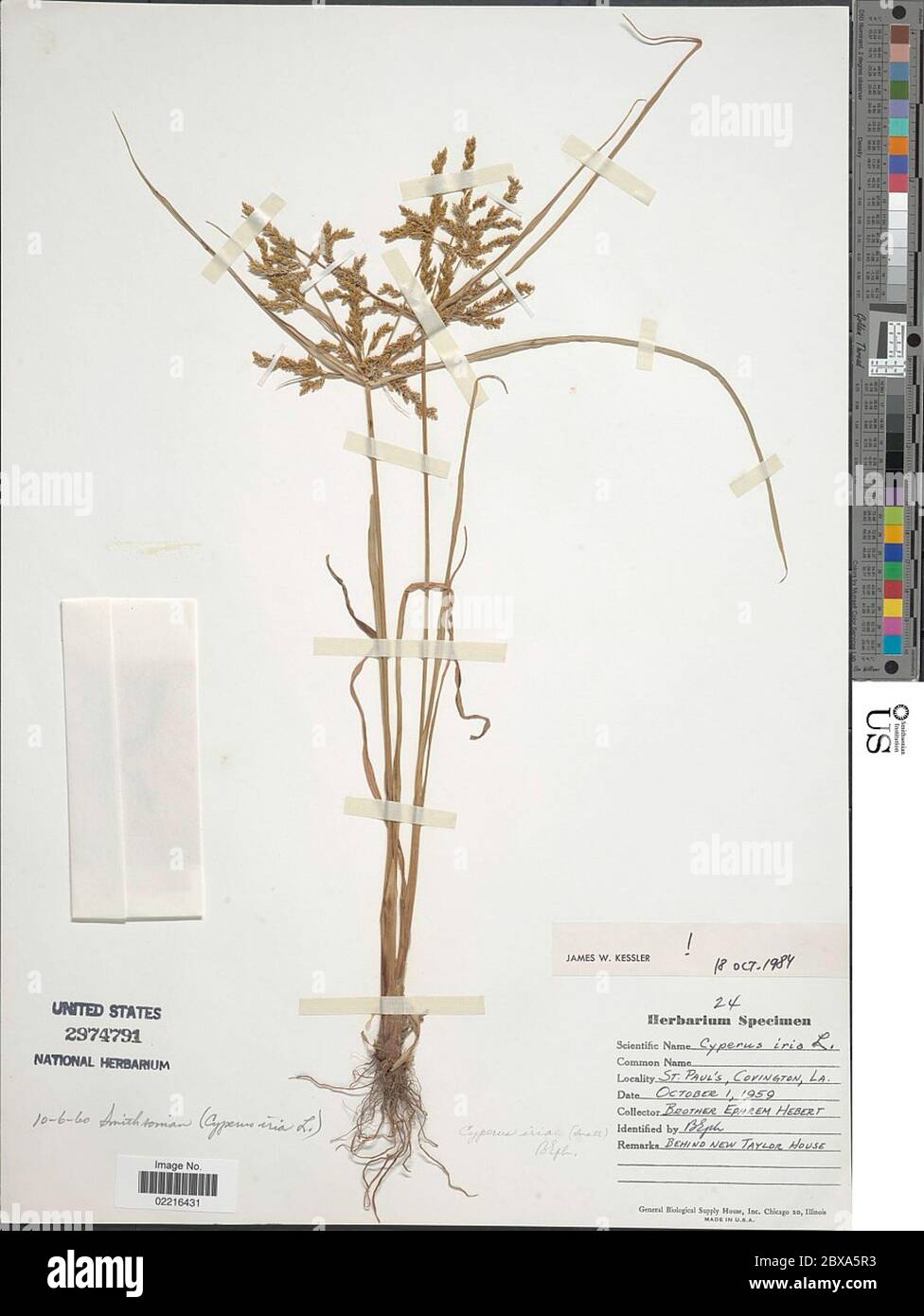 Cyperus iria L Cyperus iria L Stock Photo - Alamy