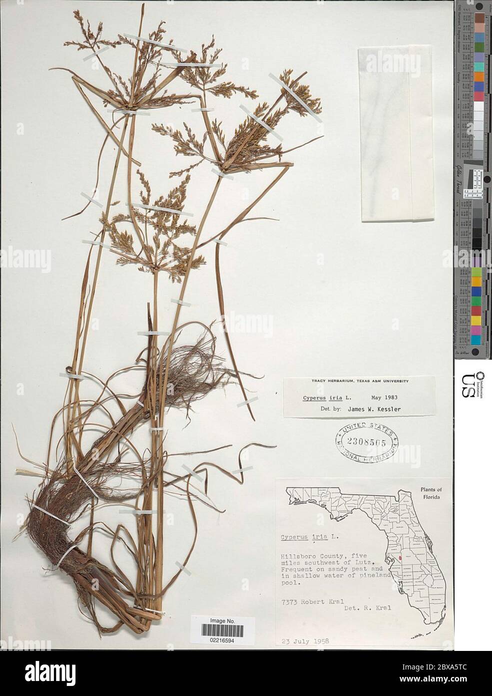 Cyperus iria L Cyperus iria L Stock Photo - Alamy