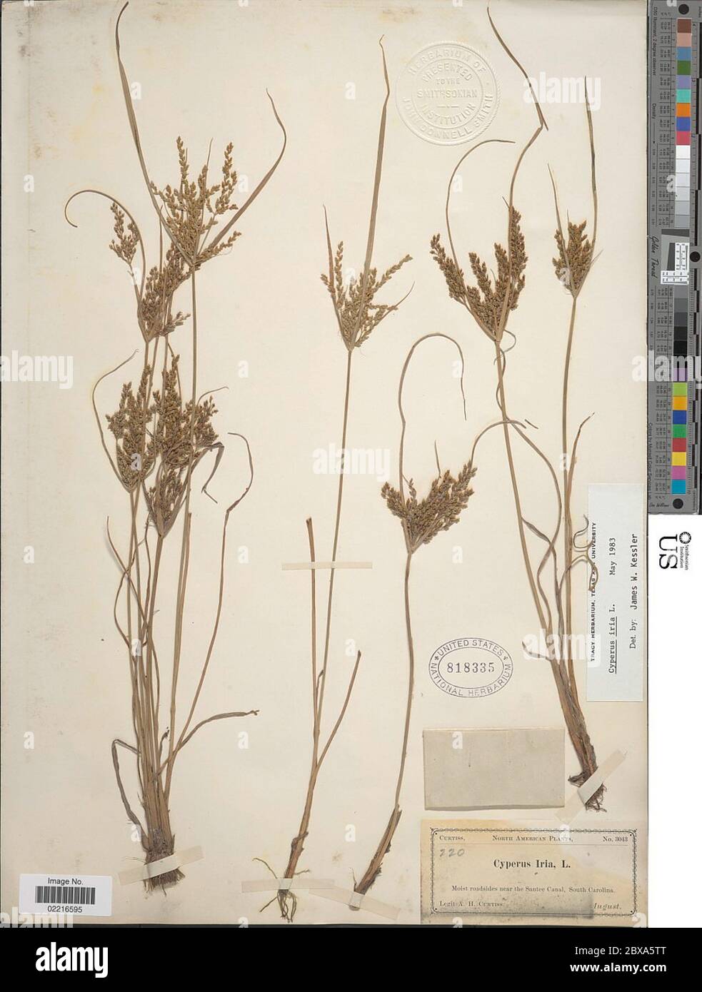 Cyperus iria hi-res stock photography and images - Alamy