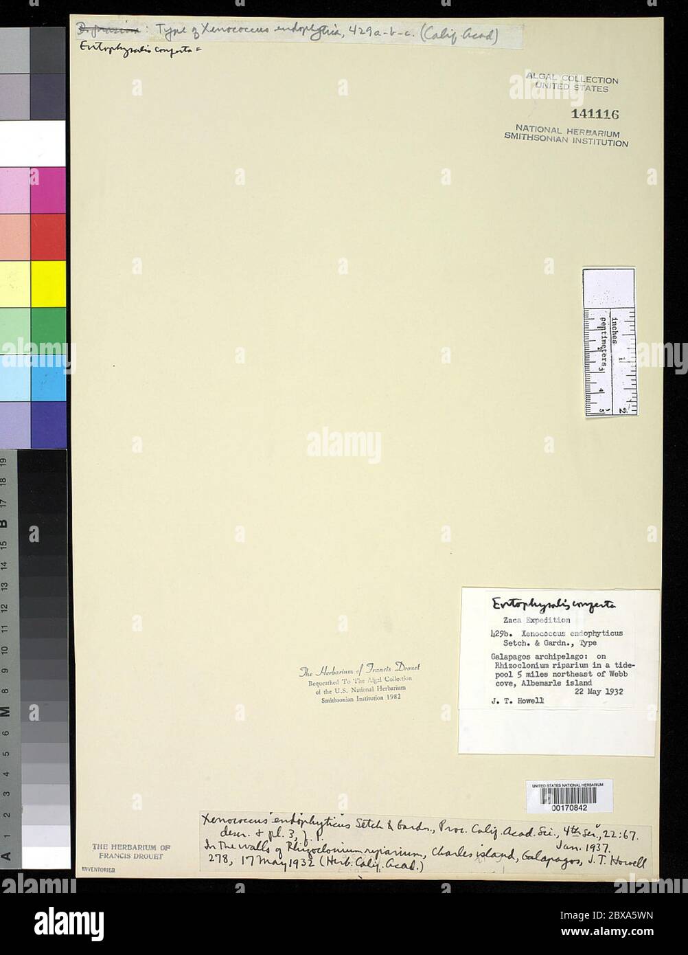 Xenococcus hi-res stock photography and images - Alamy