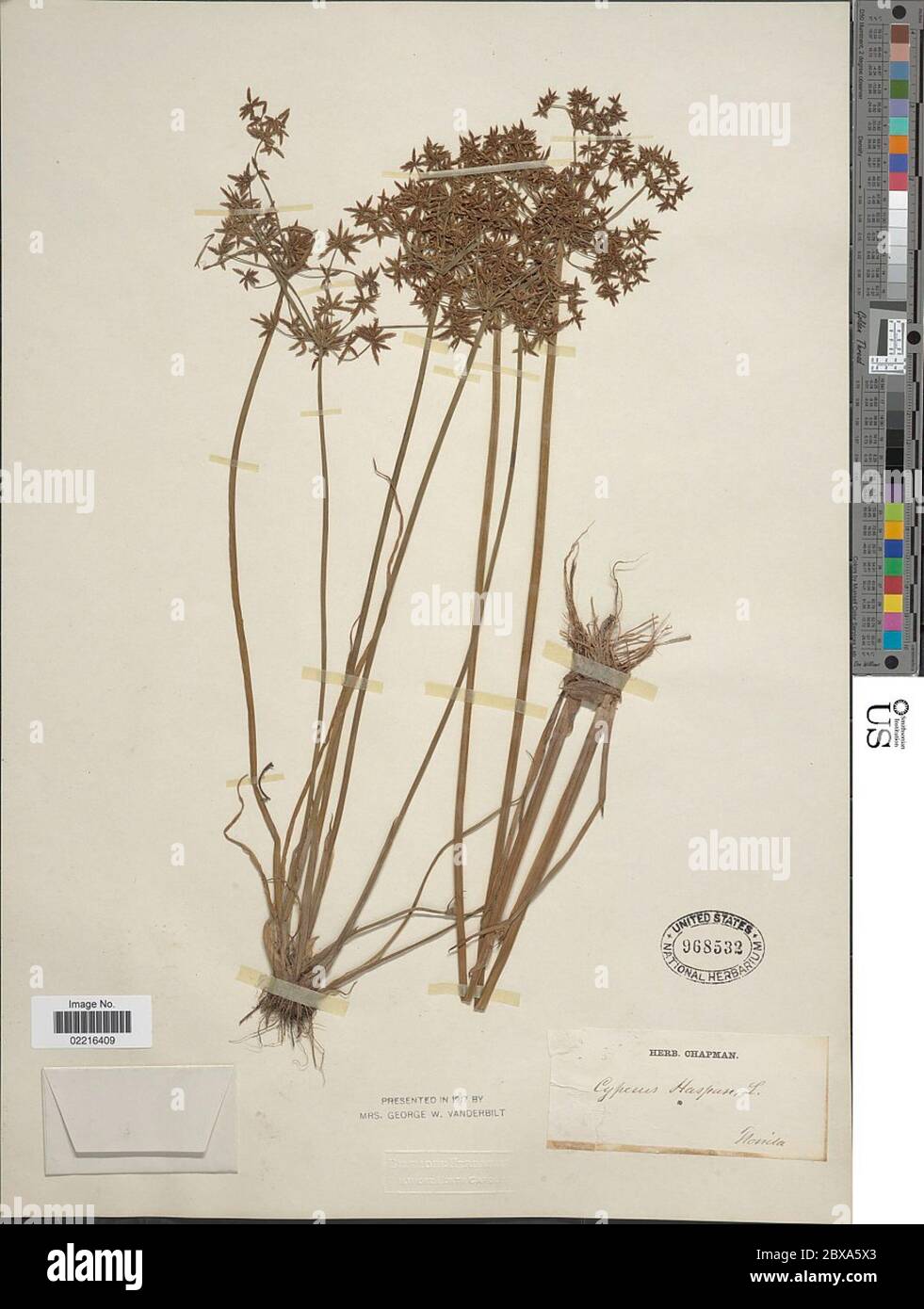 Cyperus haspan L Cyperus haspan L Stock Photo - Alamy