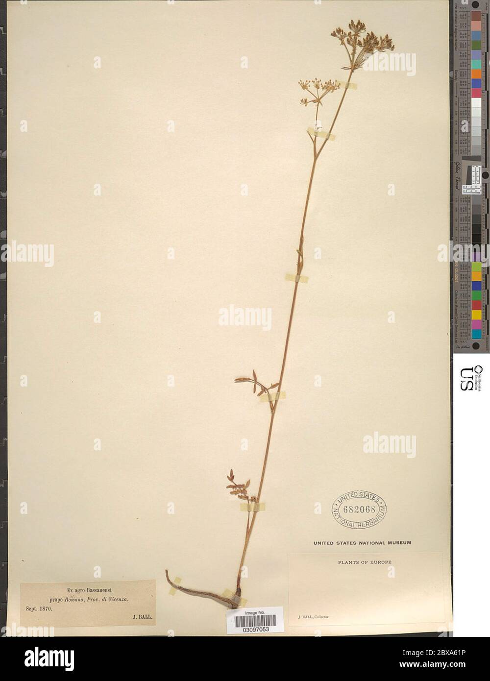 Indet sp Indet sp Stock Photo - Alamy