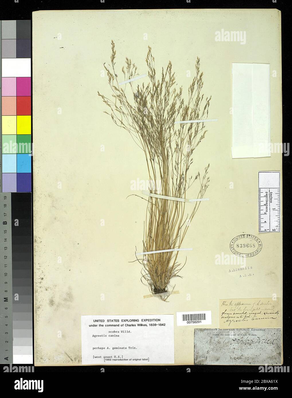 Agrostis scabra hi-res stock photography and images - Alamy