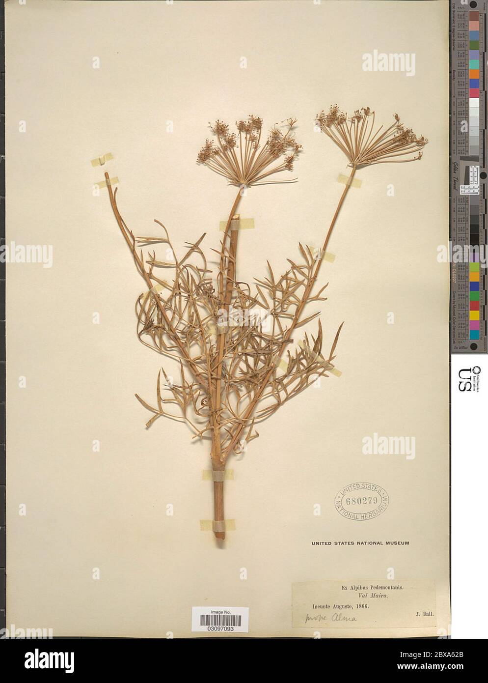 Unverified plant hi-res stock photography and images - Alamy