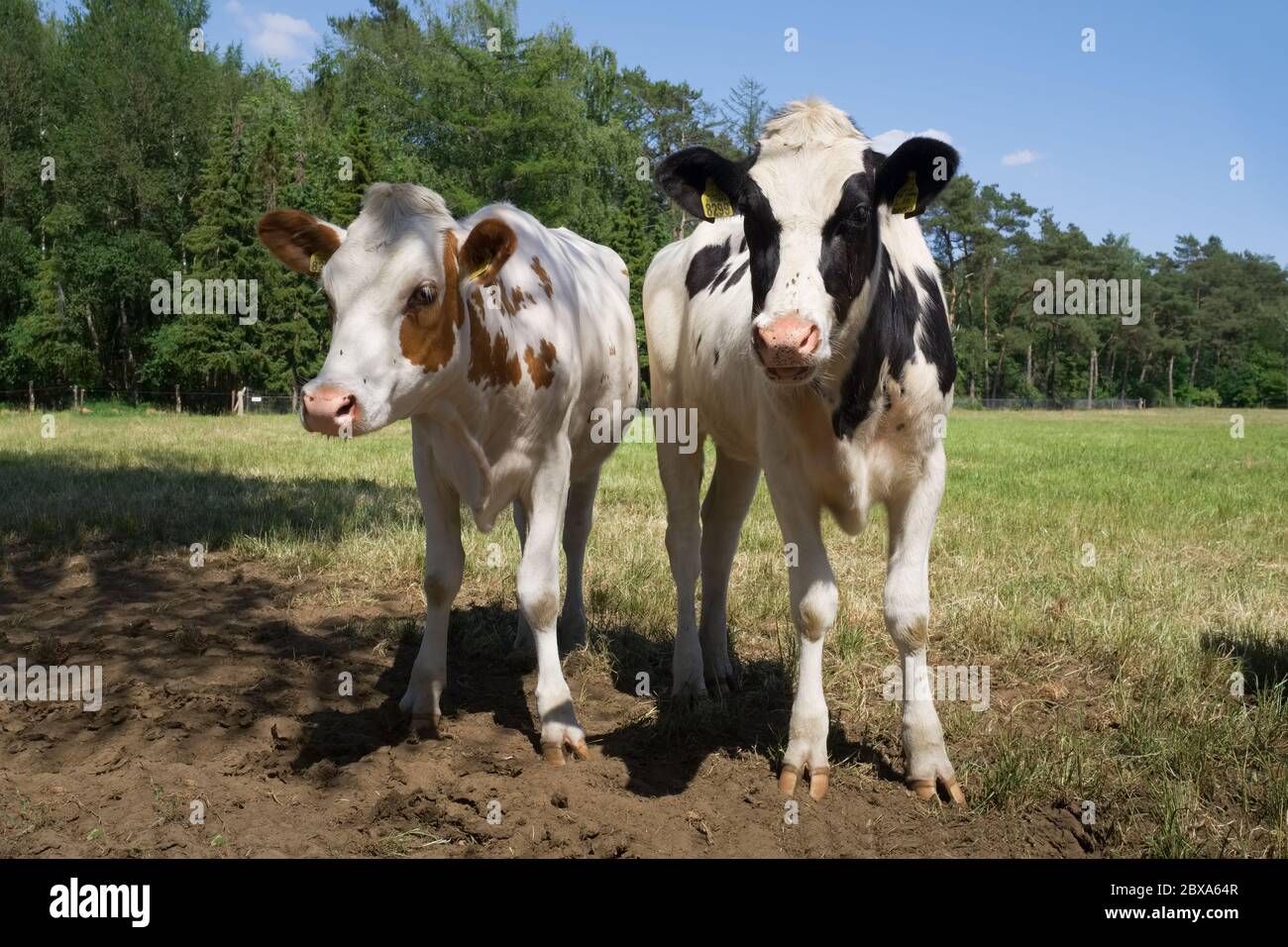 Milk snoot hi-res stock photography and images - Alamy
