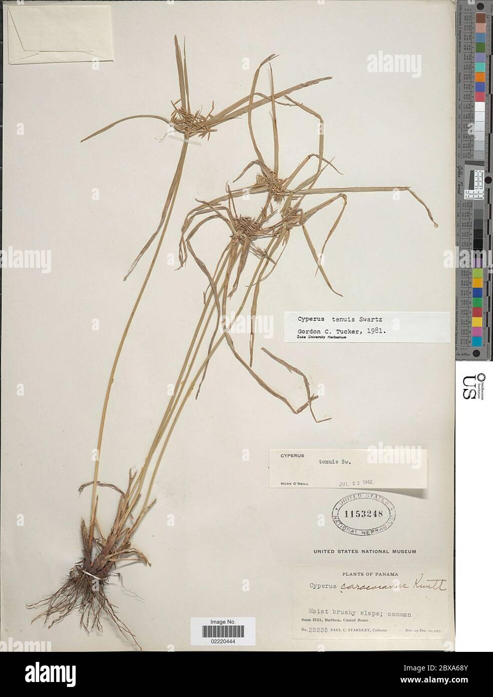 Cyperus tenuis Sw Cyperus tenuis Sw Stock Photo - Alamy