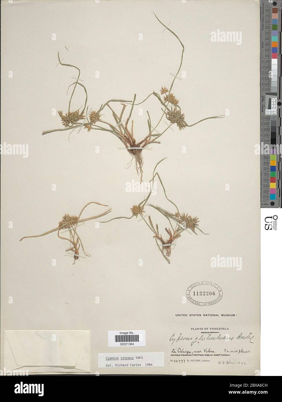 Cyperus croceus hi-res stock photography and images - Alamy