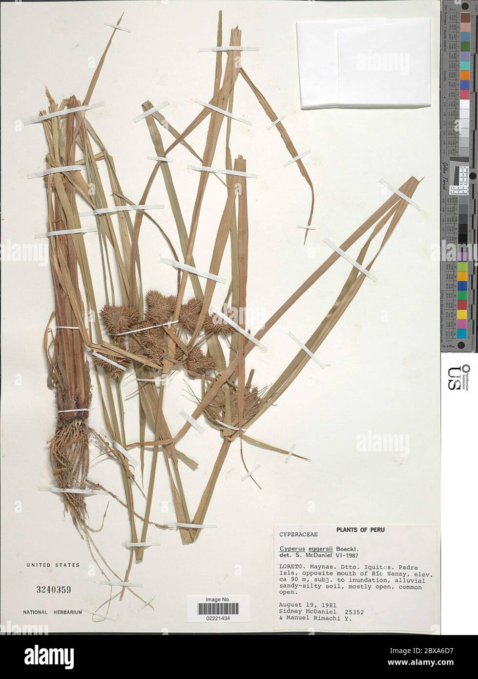 Cyperus eggersii Boeckeler Cyperus eggersii Boeckeler Stock Photo - Alamy