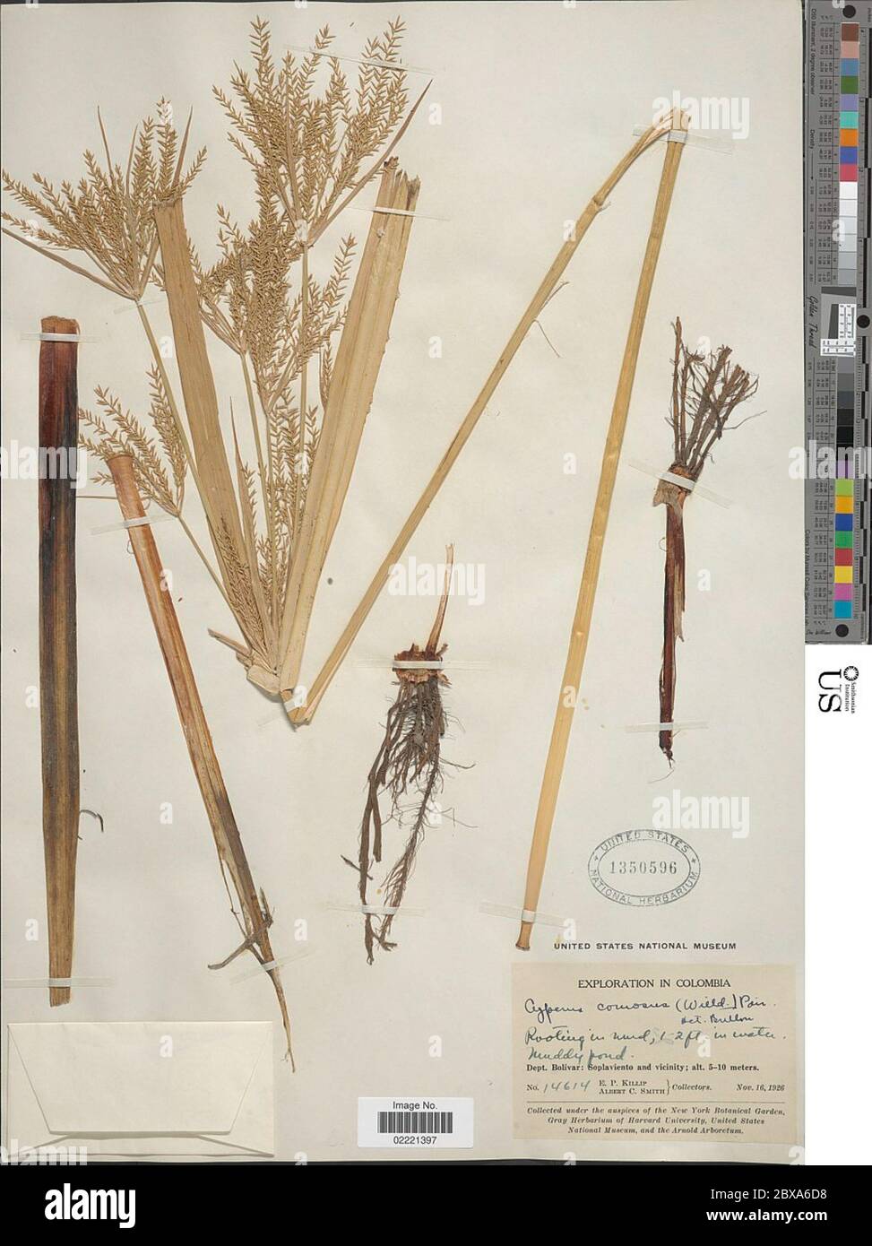 Cyperus digitatus Roxb Cyperus digitatus Roxb Stock Photo - Alamy