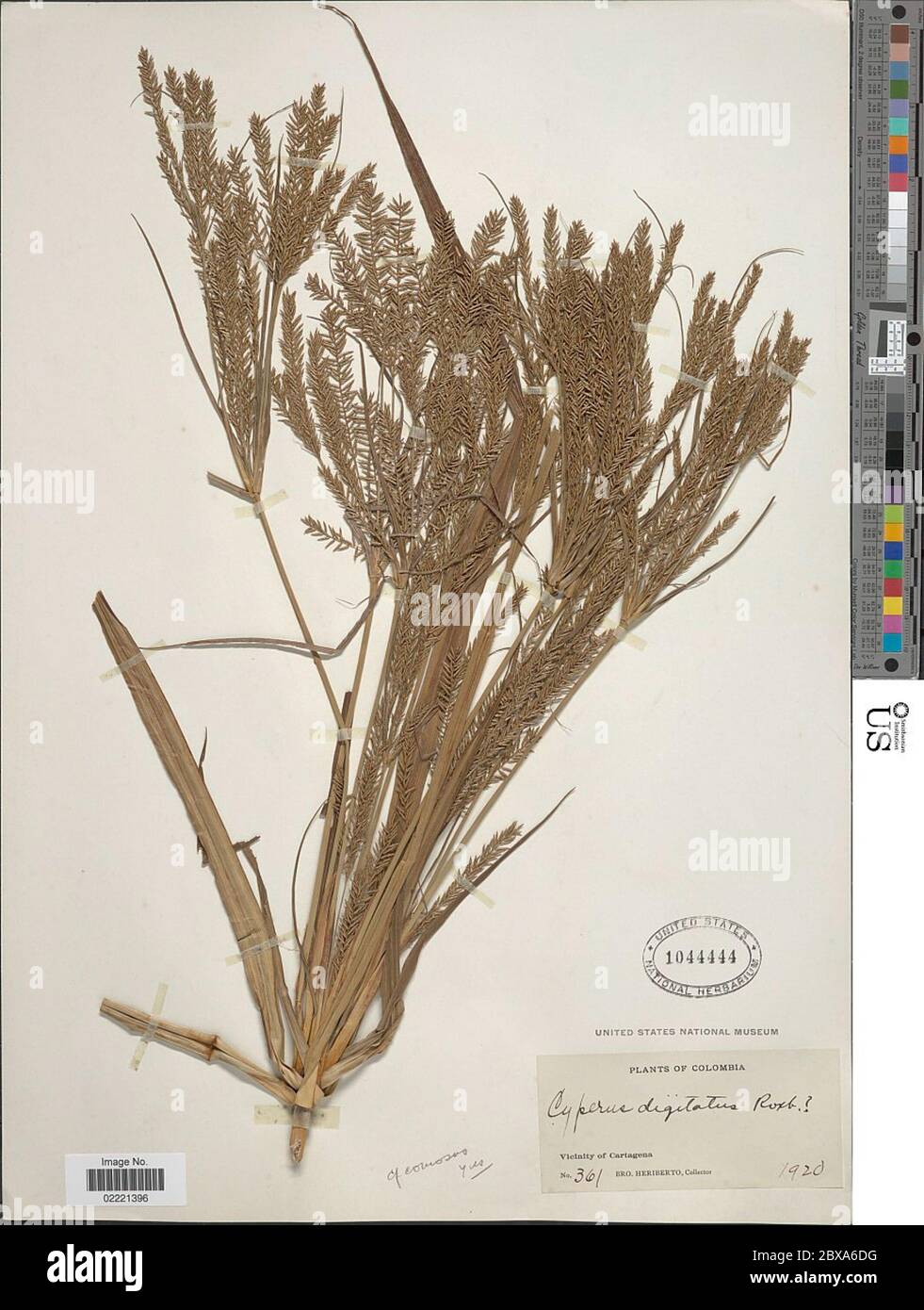 Cyperus digitatus Roxb Cyperus digitatus Roxb Stock Photo - Alamy