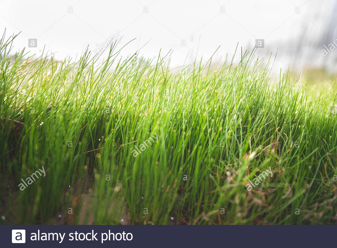 Herb texture hi-res stock photography and images - Alamy