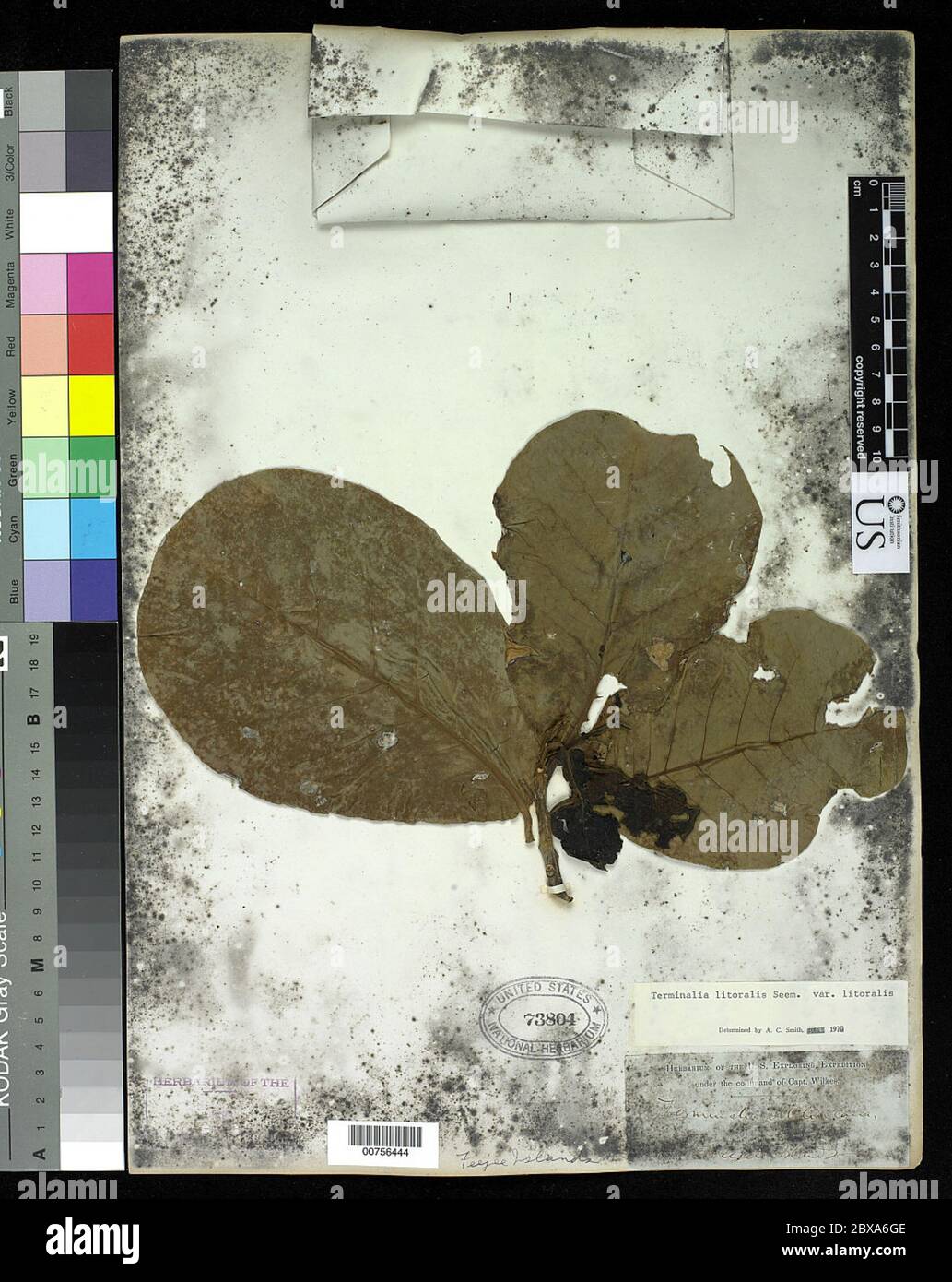 Litoralis hi-res stock photography and images - Alamy