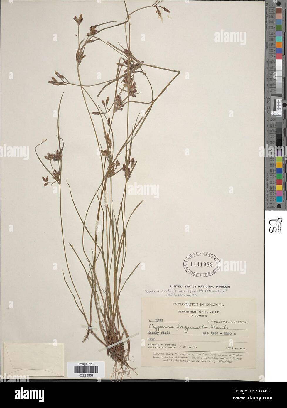 Cyperus rivularis Cyperus rivularis Stock Photo - Alamy