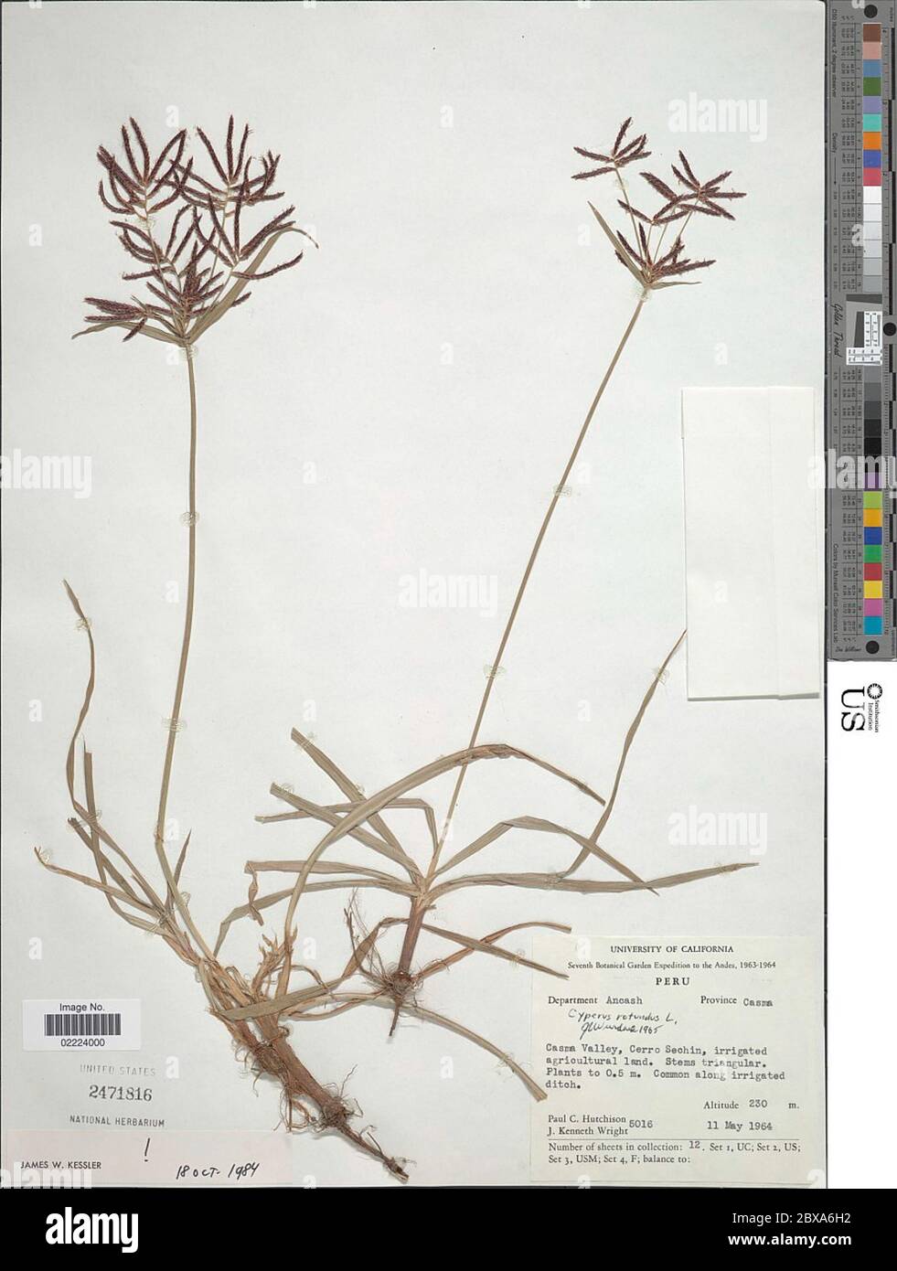 Cyperus rotundus L Cyperus rotundus L Stock Photo - Alamy